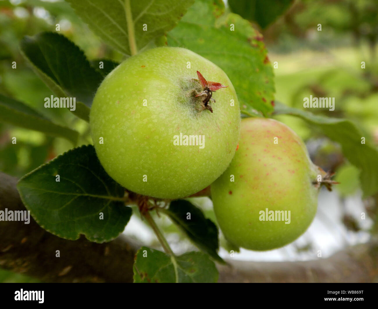 Two apples growing on tree, green apple and leaves Stock Photo - Alamy
