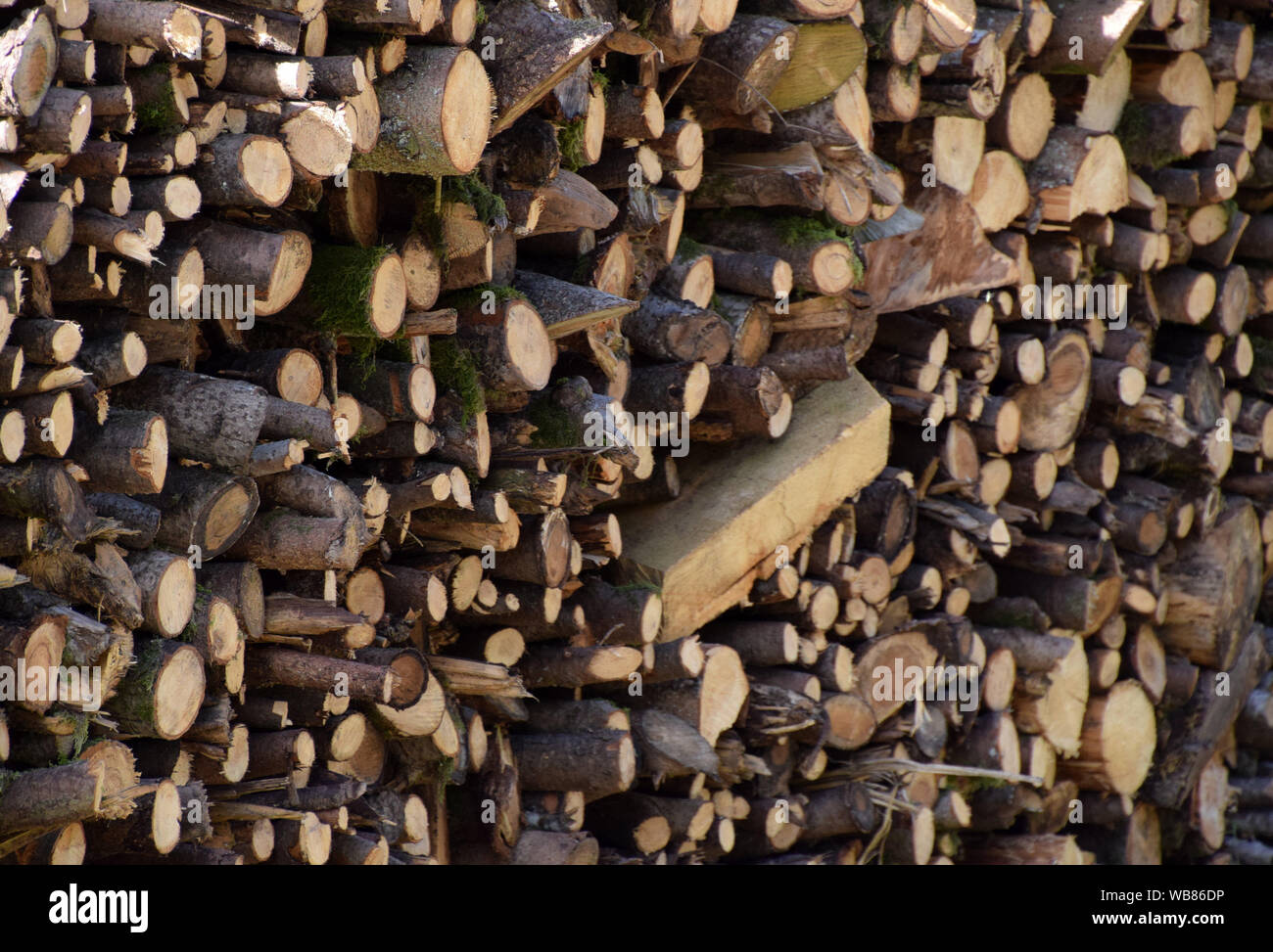 pile of wood, cutted trees Stock Photo - Alamy
