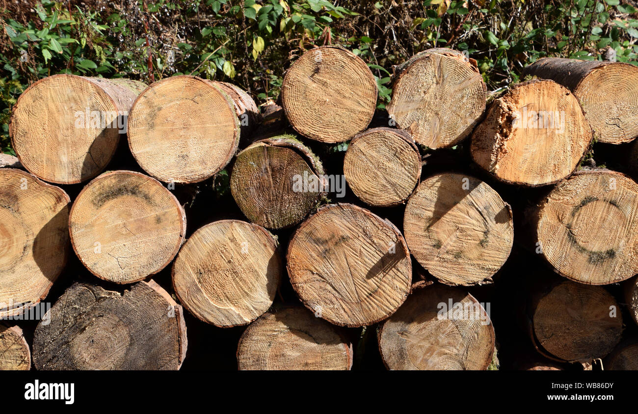 pile of wood, cutted trees Stock Photo - Alamy