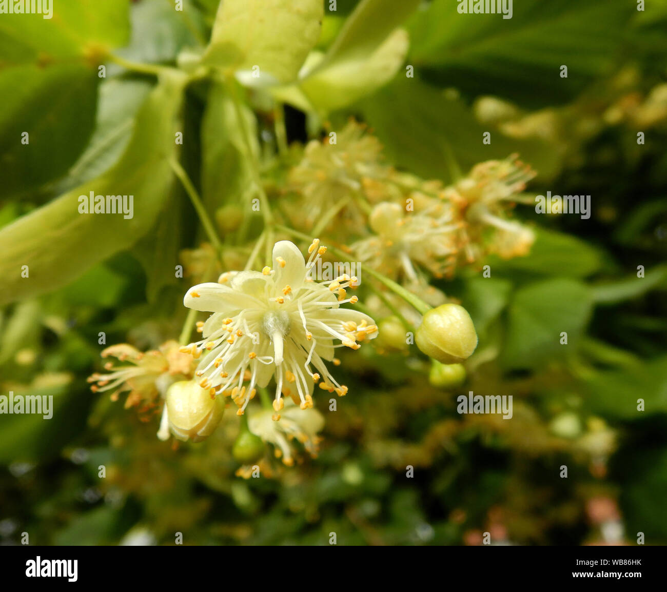 Tilia cordata bud hi-res stock photography and images - Alamy