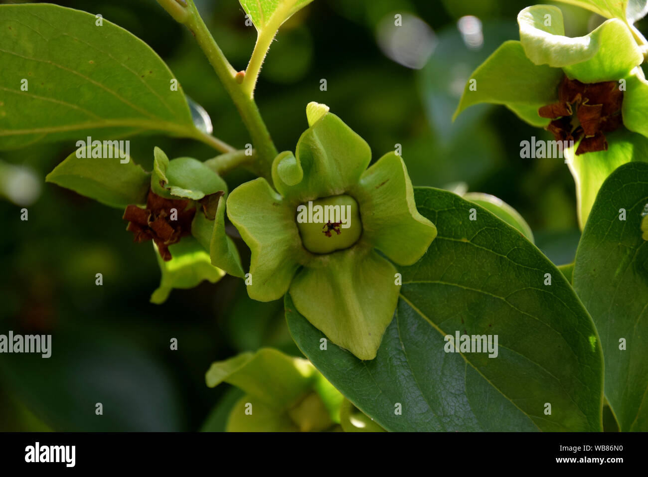 Persimmon Tree blooming Stock Photo - Alamy