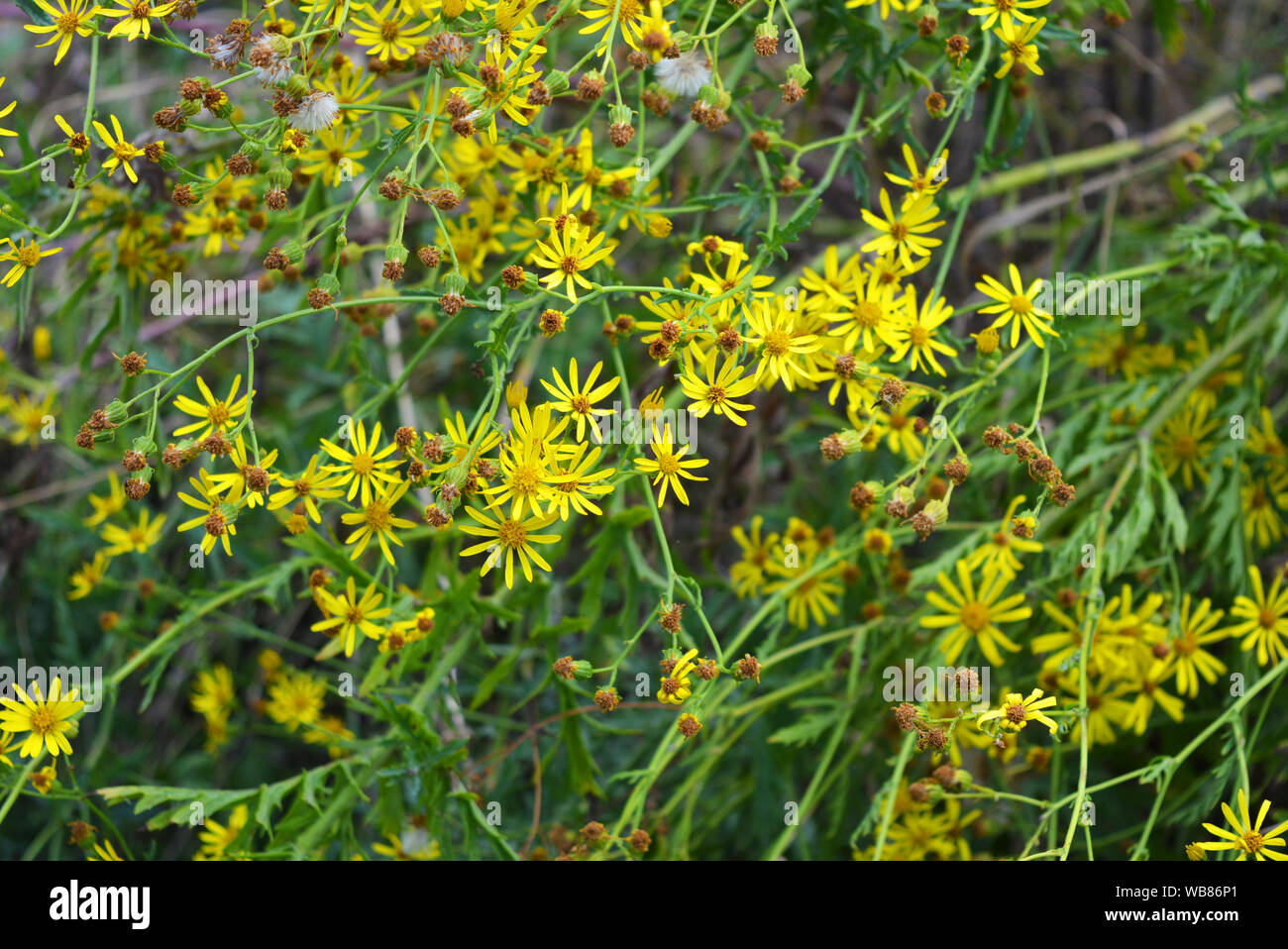 Yellow small flowers of common Jacobian in nature, jacobaea vulgaris ...