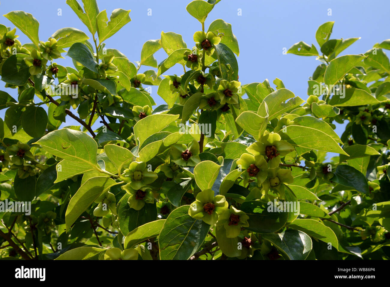Persimmon flowers hi-res stock photography and images - Alamy