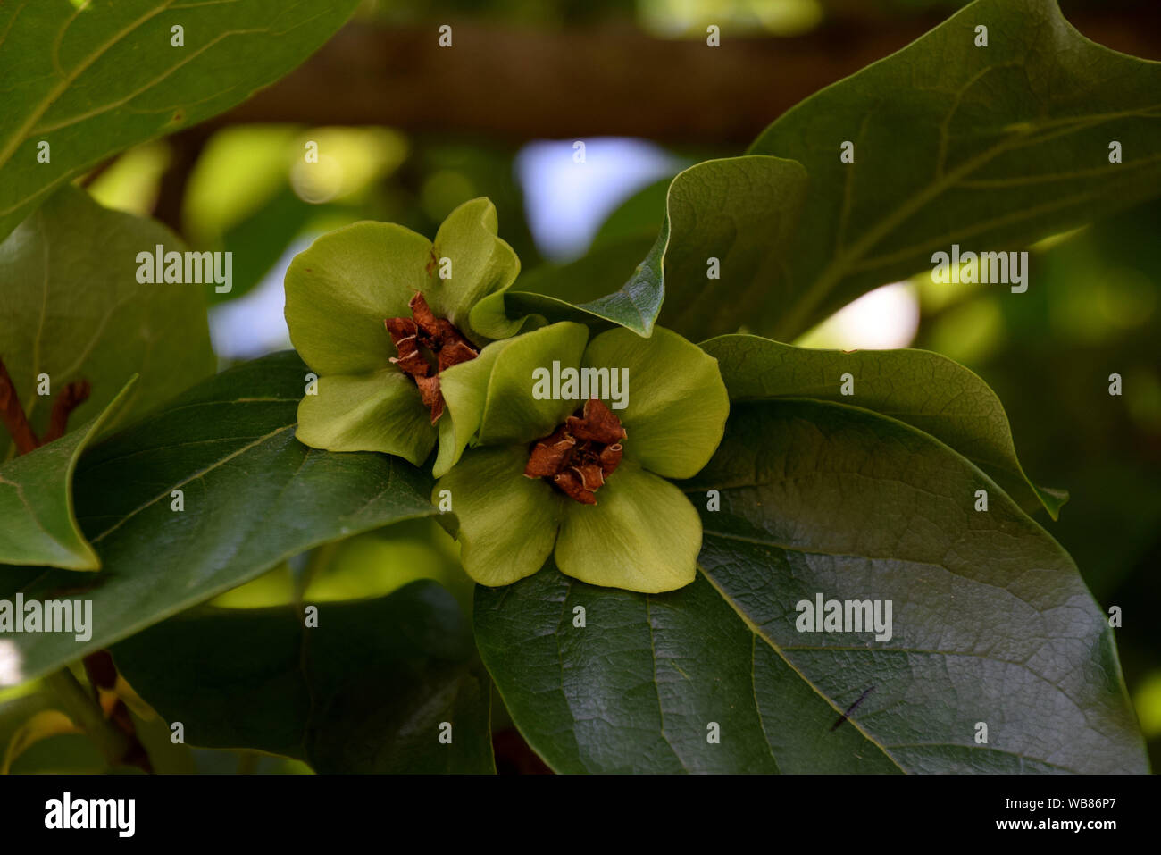 Persimmon bud hi-res stock photography and images - Alamy