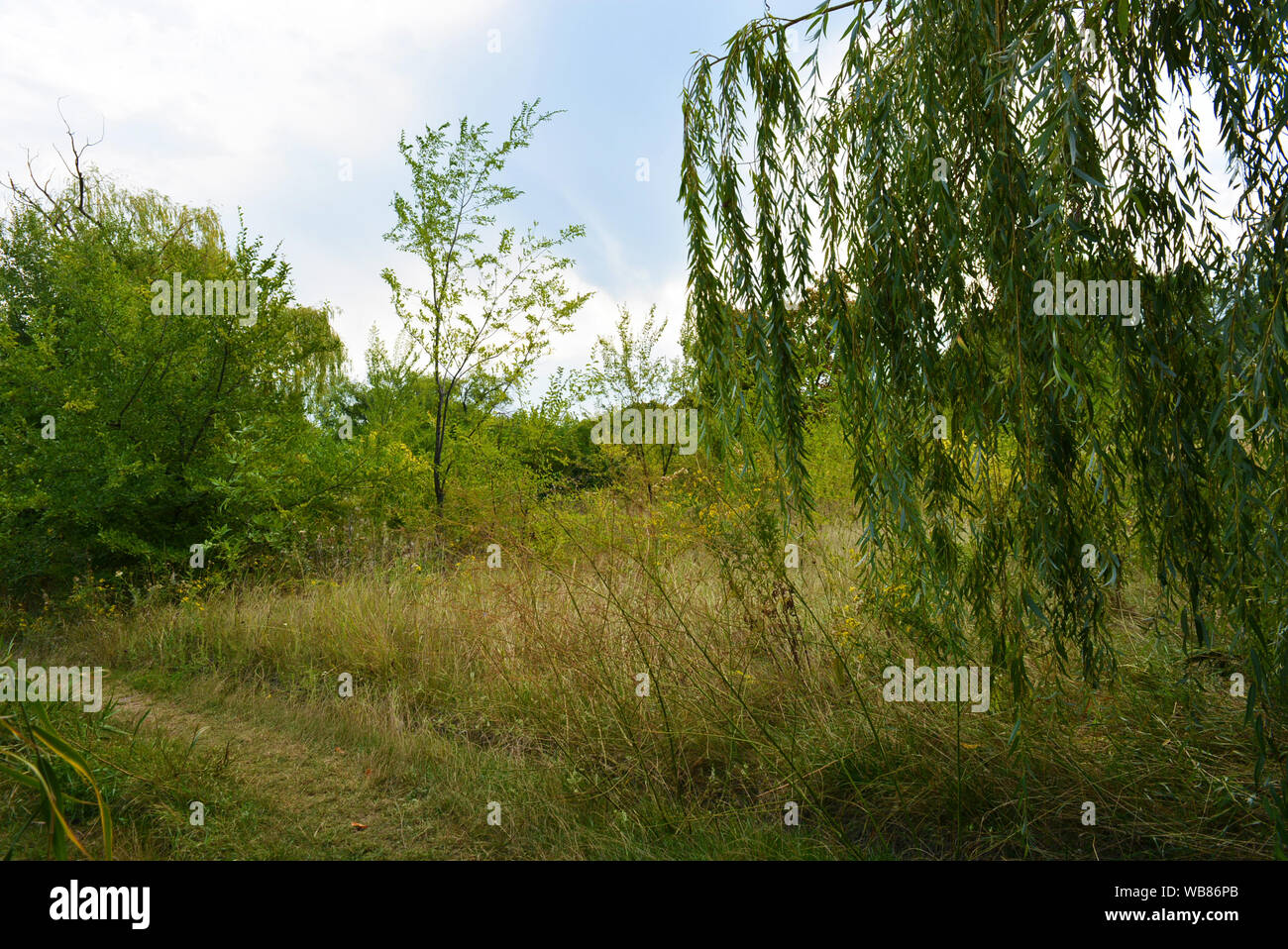 Beautiful natural background with an unusual landscape and forest ...
