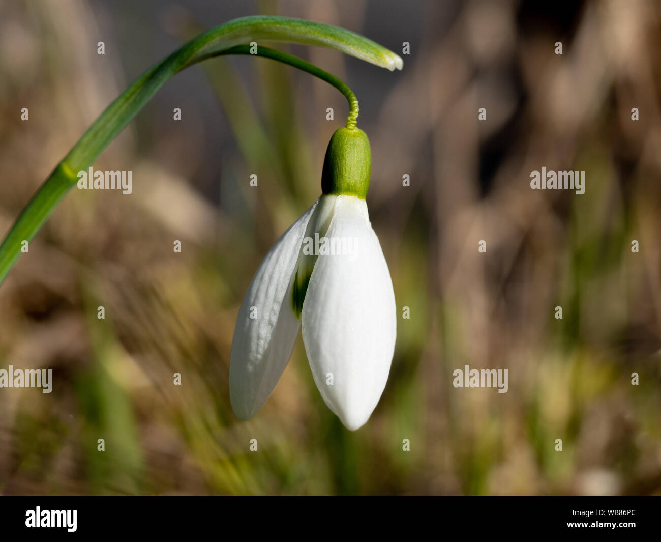 Botany snowdrop galanthus common hi-res stock photography and images ...