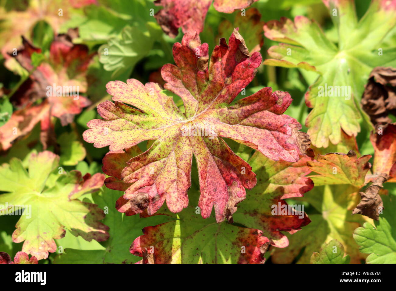 Bigroot hi-res stock photography and images - Alamy