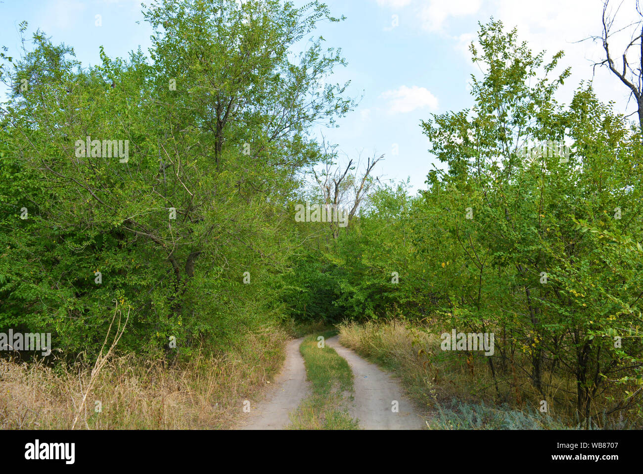 Natural with unusual landscape and forest beauty near Samara River ...