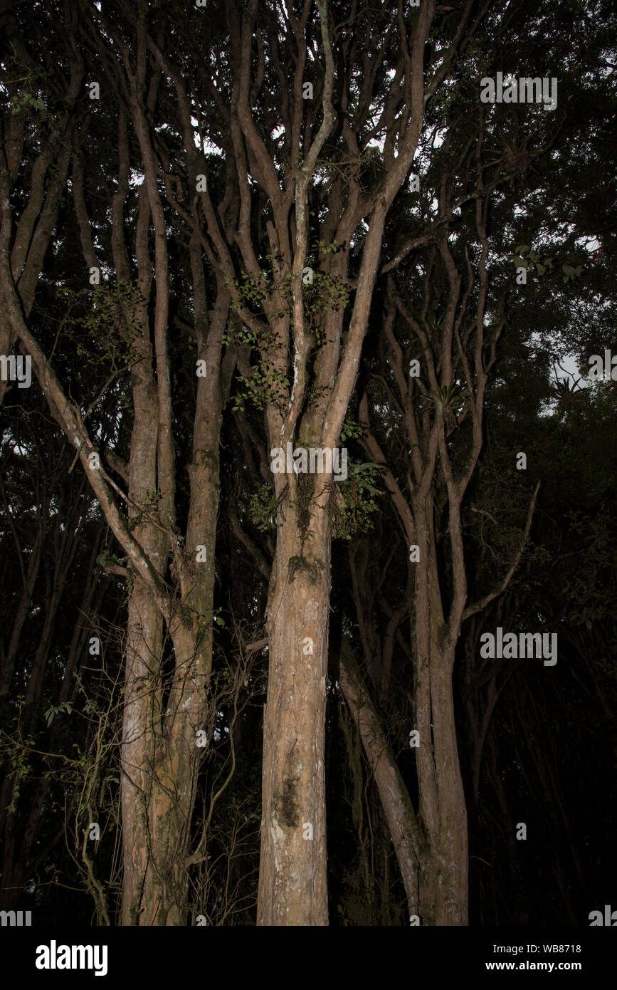 Bosque Los Arrayanes is a forest with Arrayanes trees native to ...