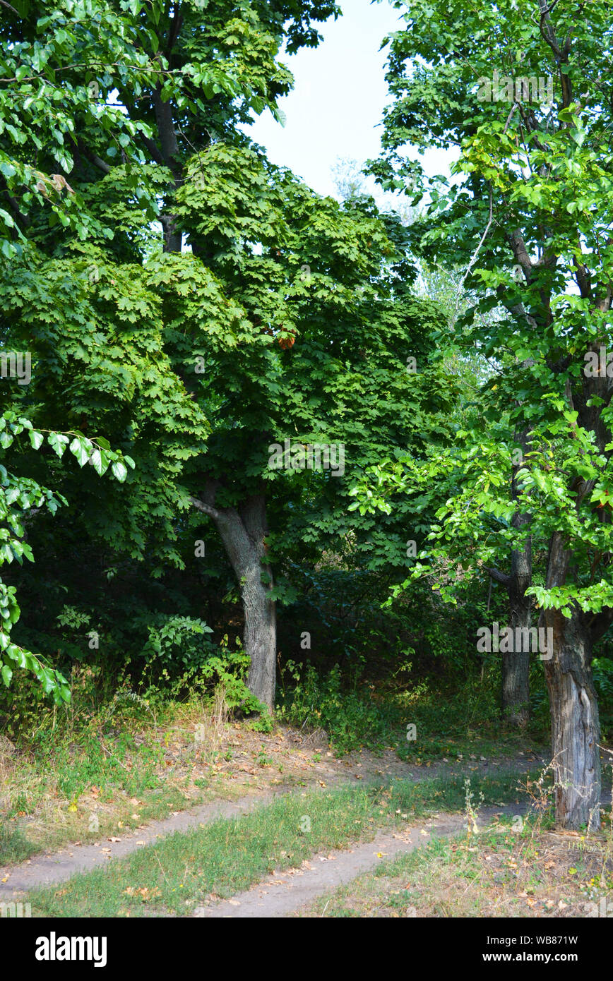 Beautiful natural background with an unusual landscape and forest ...