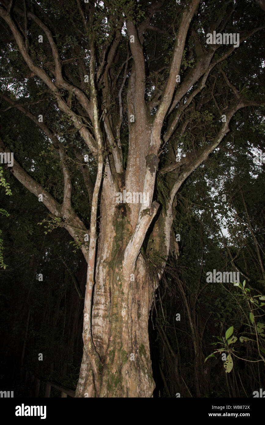 Bosque Los Arrayanes is a forest with Arrayanes trees native to ...