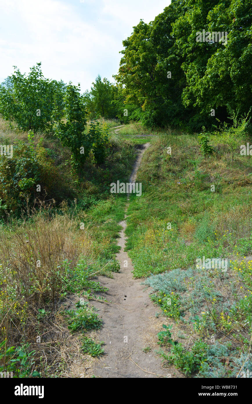 Beautiful natural background with an unusual landscape and forest ...