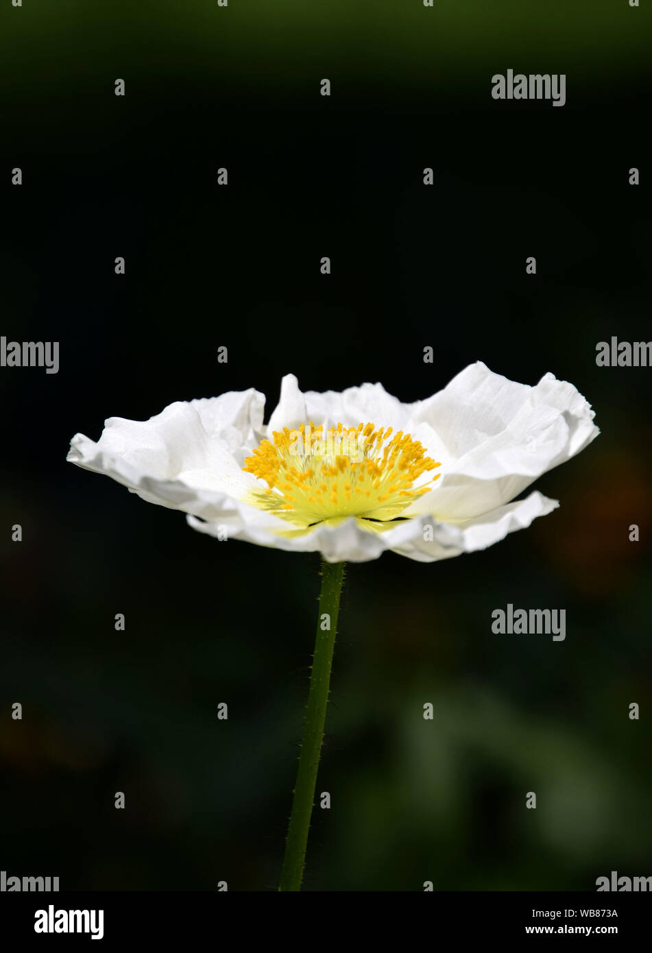 White poppy hi-res stock photography and images - Alamy