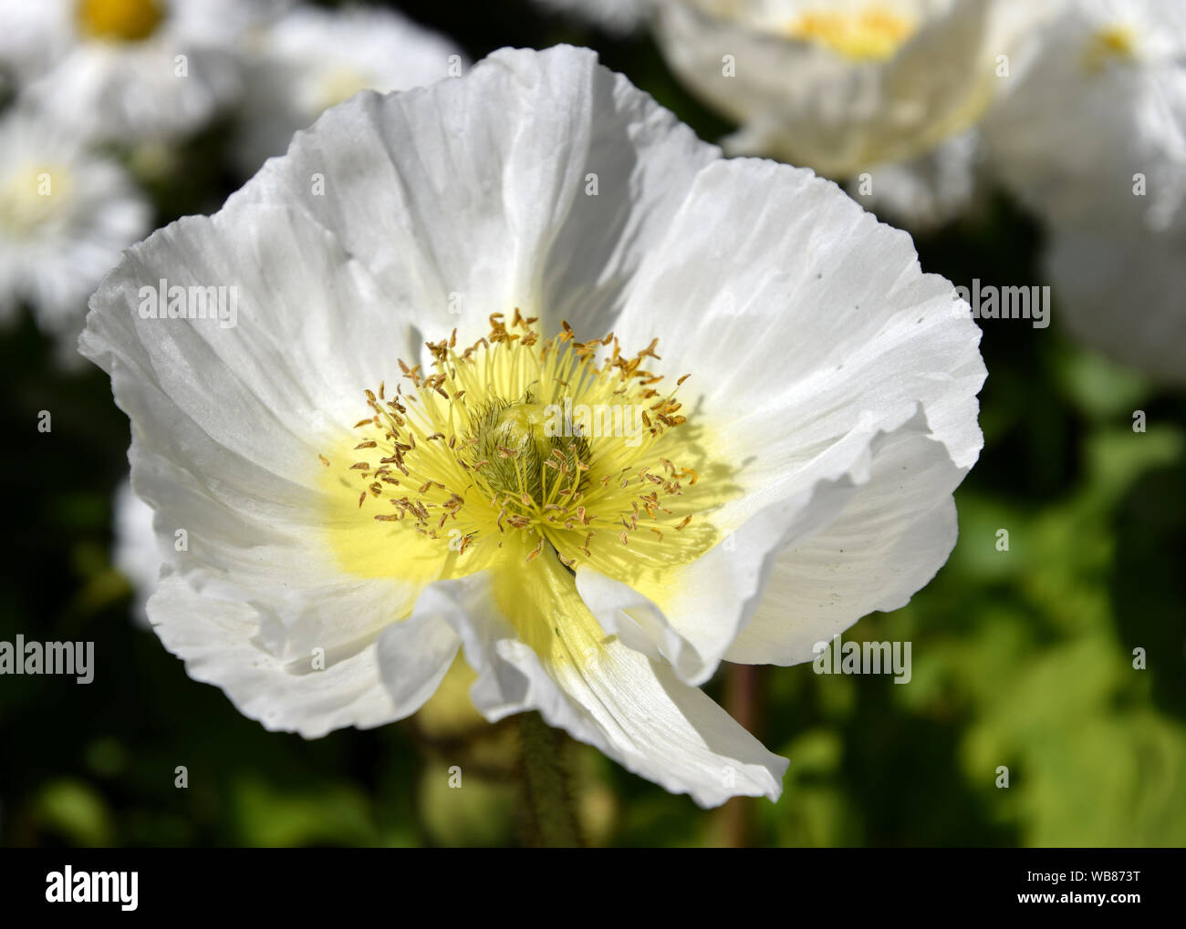 Ornamental poppy gardening macro hi-res stock photography and images ...
