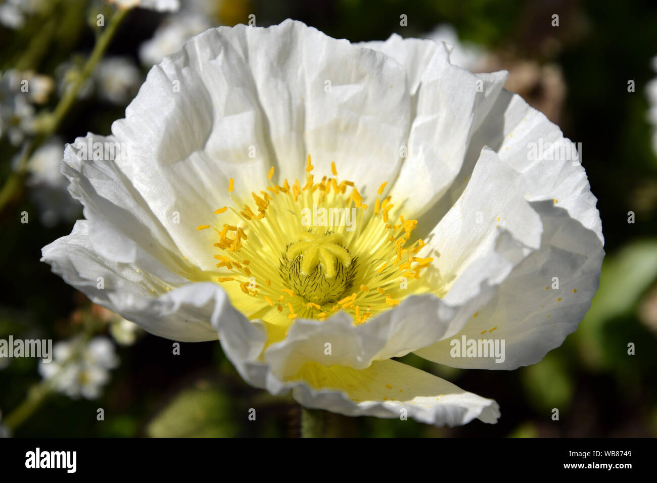 White poppy hi-res stock photography and images - Alamy