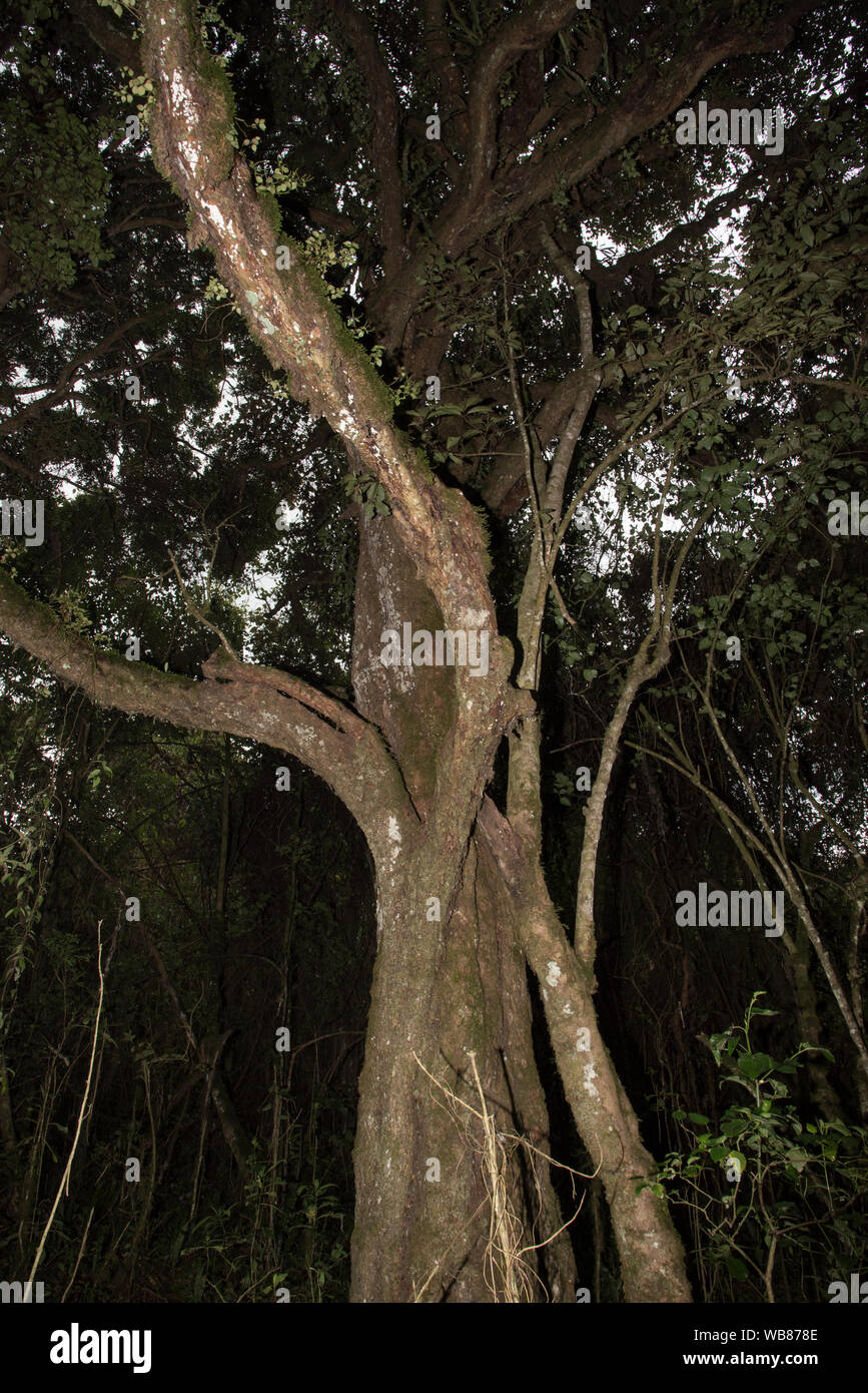 Bosque Los Arrayanes is a forest with Arrayanes trees native to ...