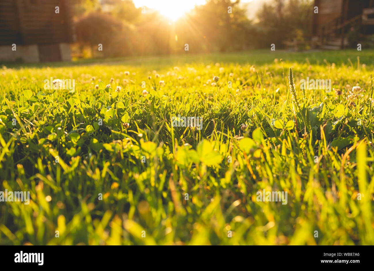 Green grass lit summer sun hi-res stock photography and images - Alamy