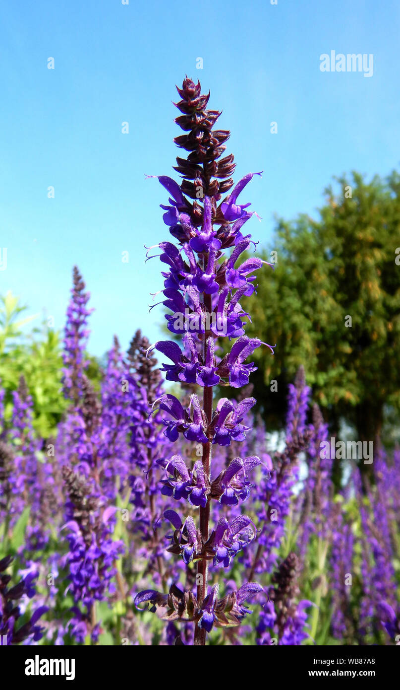Stachys officinalis hummelo hi-res stock photography and images - Alamy