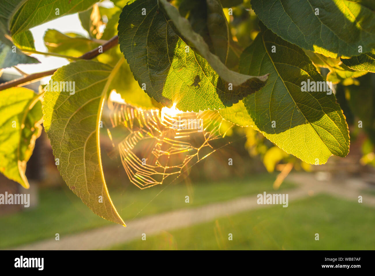 Cobweb tree hi-res stock photography and images - Alamy