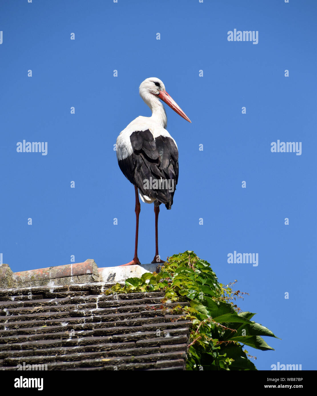 Babystork hi-res stock photography and images - Alamy