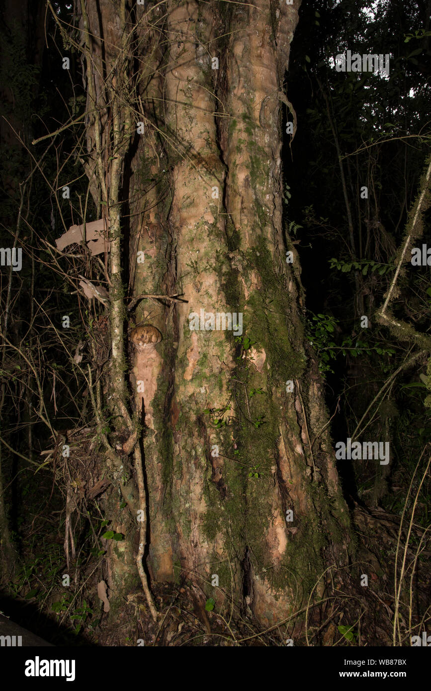Bosque Los Arrayanes is a forest with Arrayanes trees native to ...