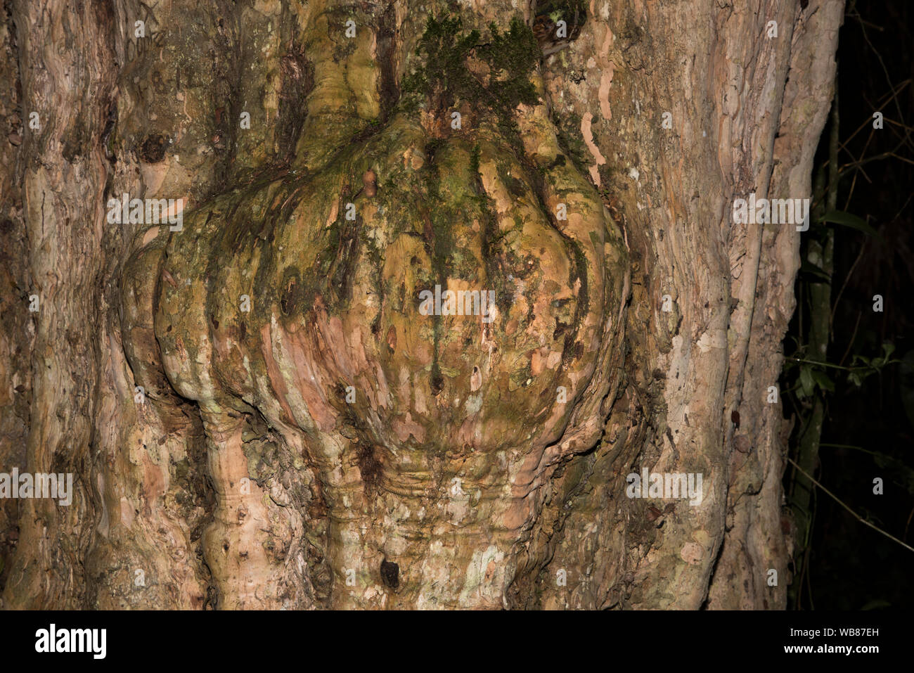 Bosque Los Arrayanes is a forest with Arrayanes trees native to ...