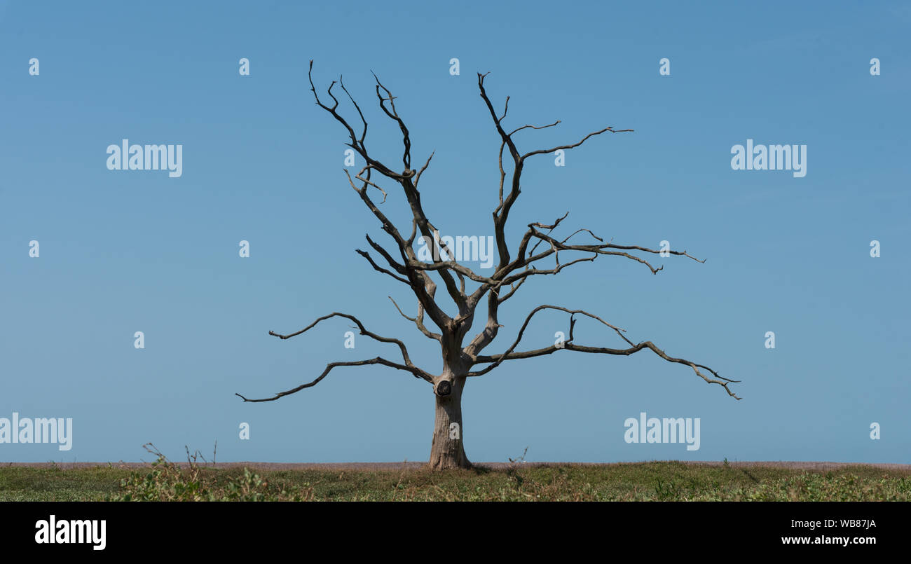 Skeletal tree hi-res stock photography and images - Alamy