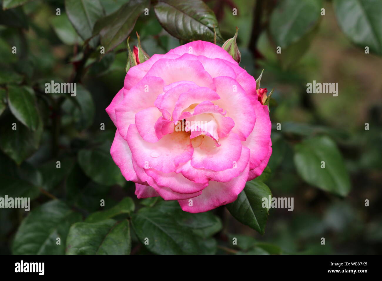 Densely layered fully open blooming pink and white bicolor rose ...