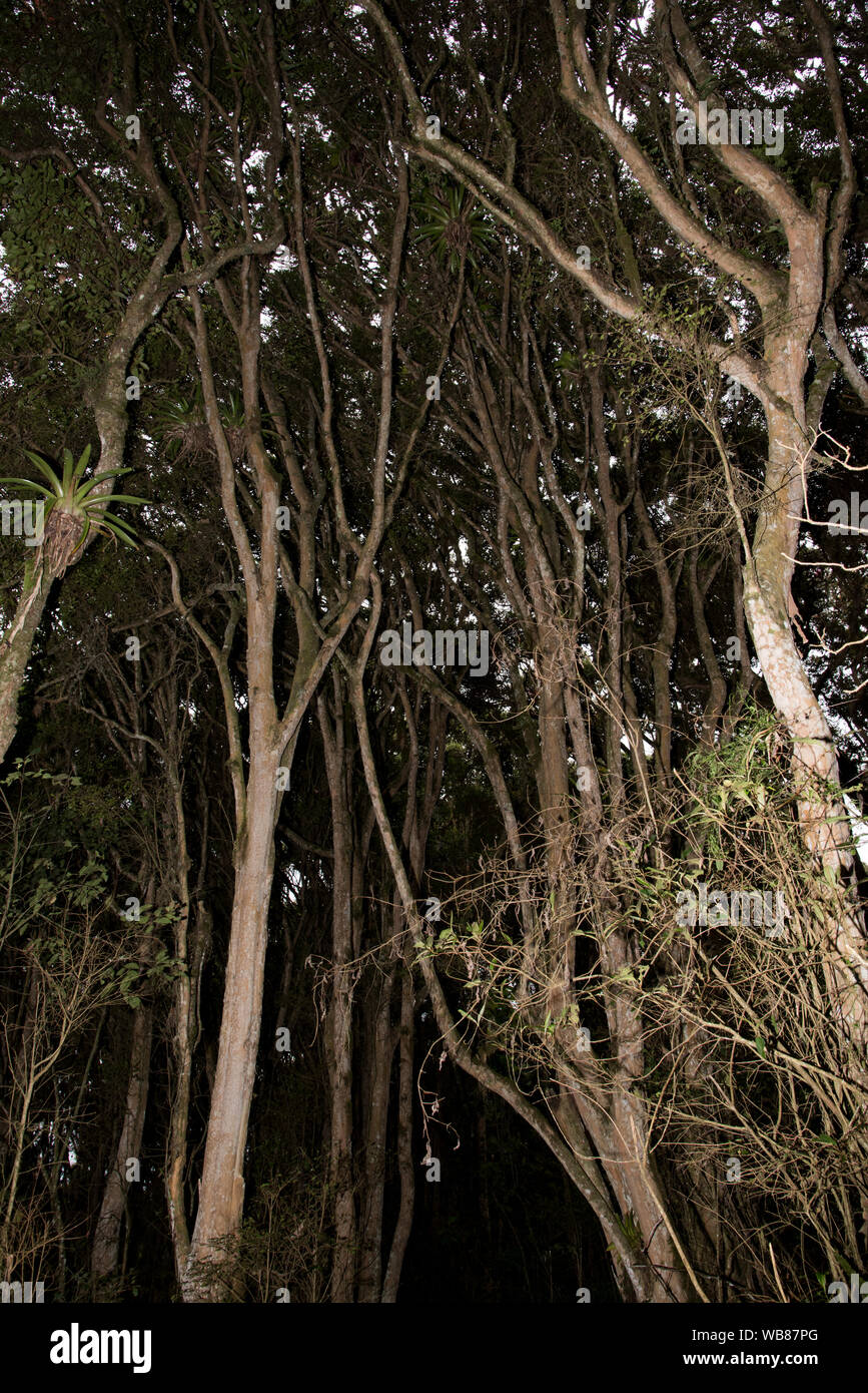 Bosque Los Arrayanes is a forest with Arrayanes trees native to ...