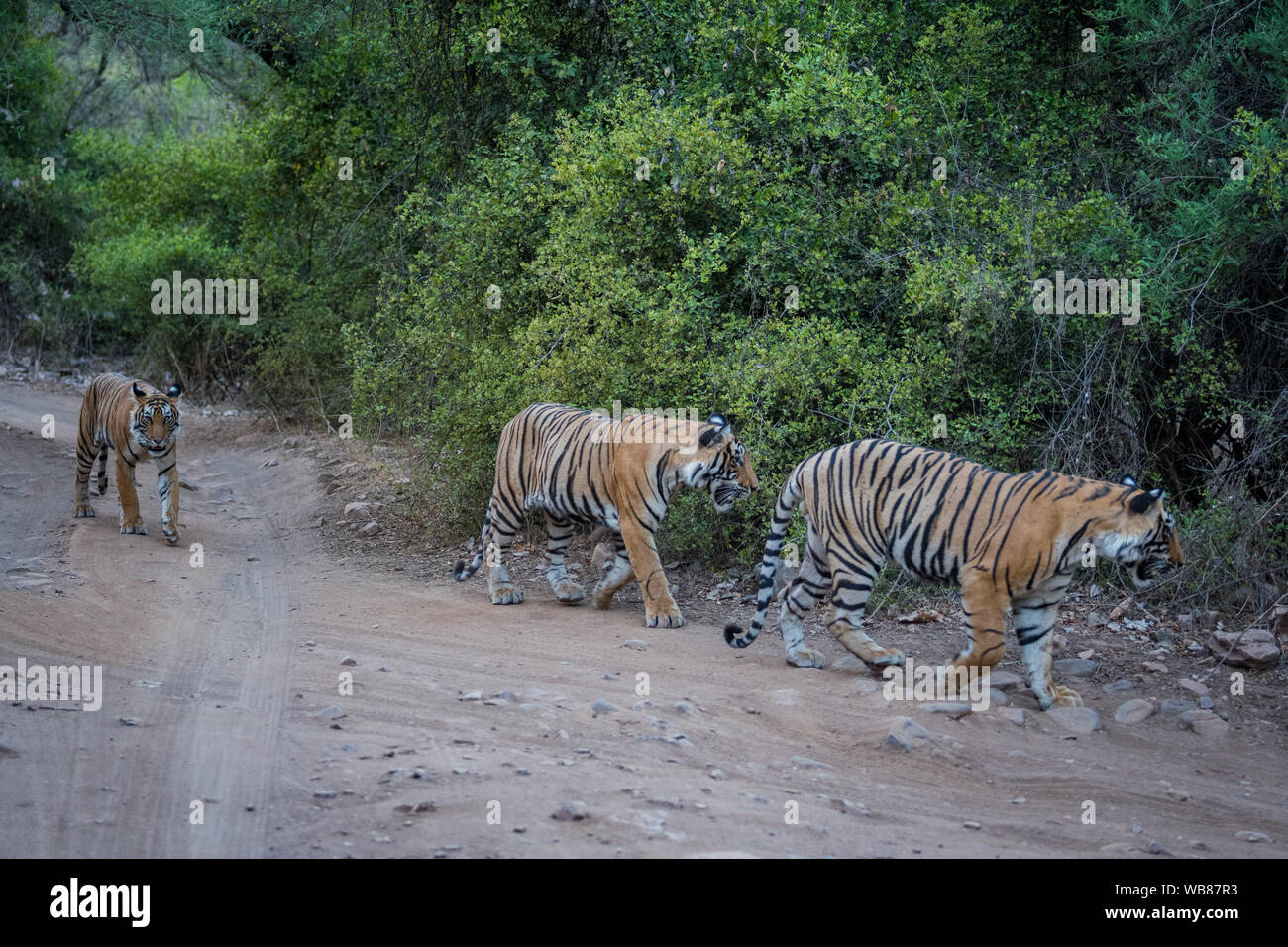 Tiger with cubs walking in forest track hi-res stock photography and ...