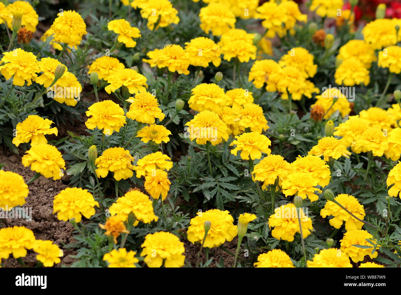 African Marigold Plants High Resolution Stock Photography and Images ...