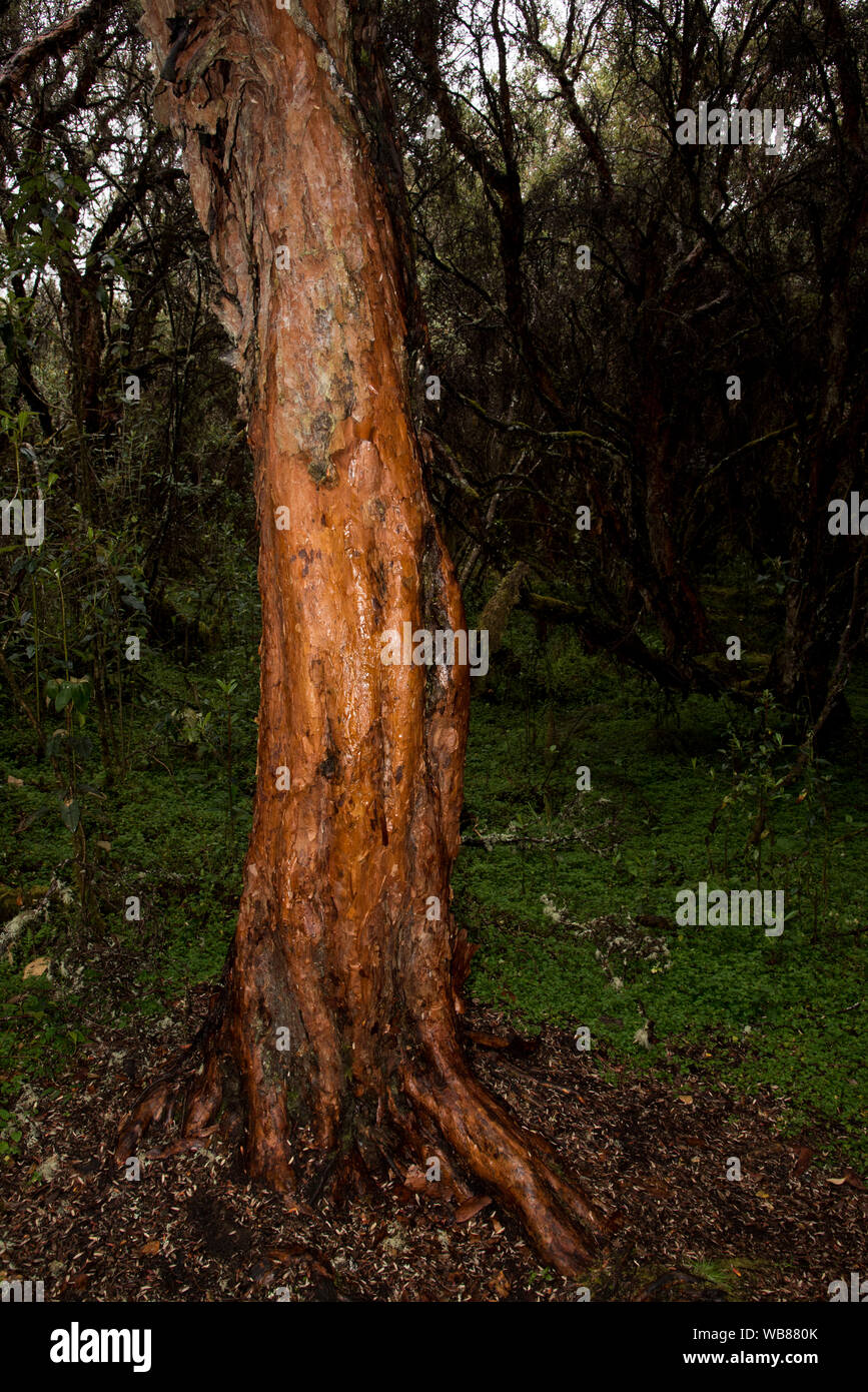The Polylepis forest at 3850 meters is one of very few remaining places ...