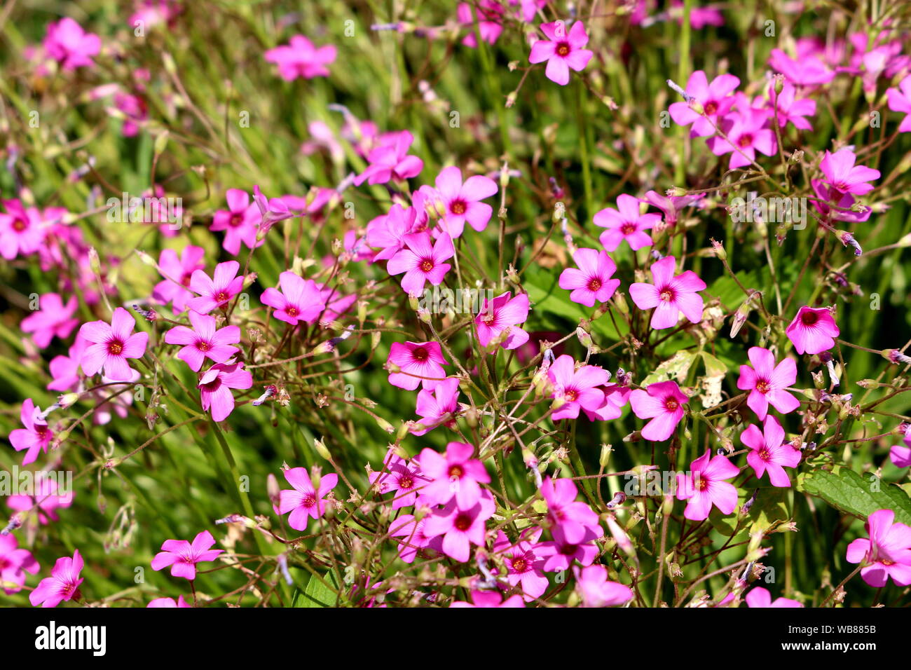 Oxalis tetraphylla iron cross hi-res stock photography and images - Alamy