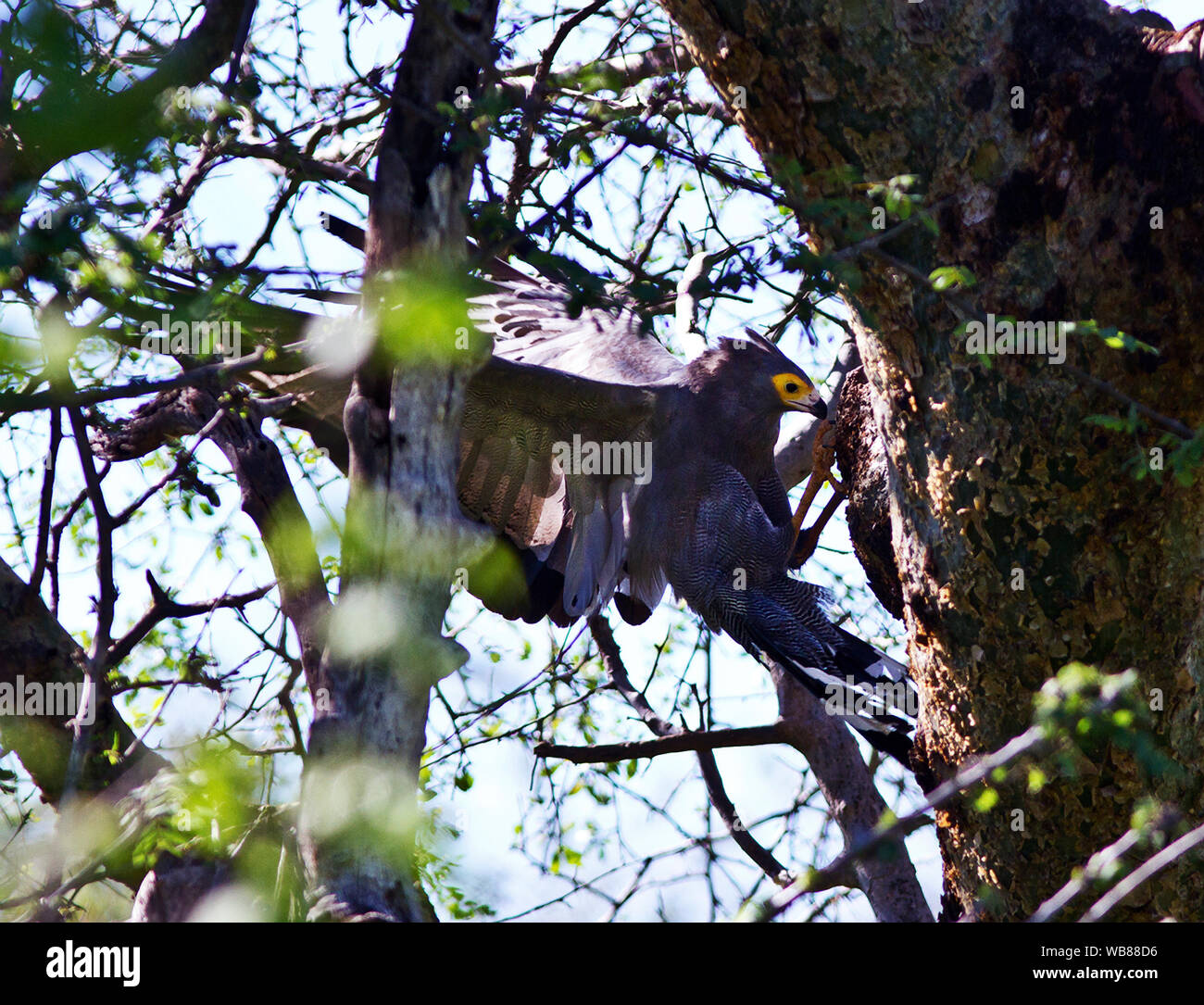 Harrier preening hi-res stock photography and images - Alamy