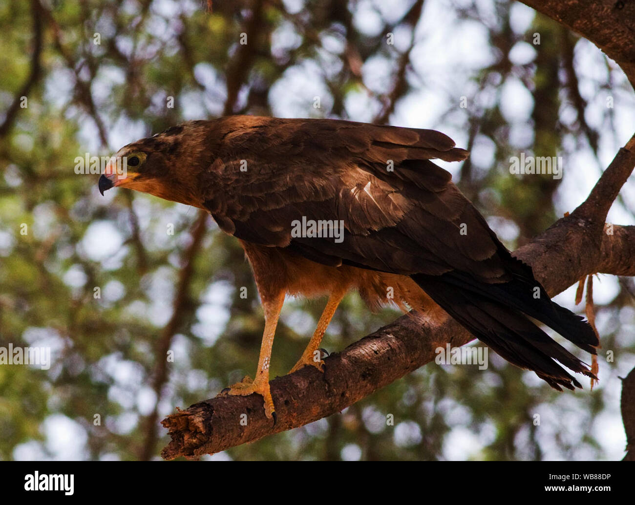 The Gymnogene, or African Harrier-Hawk, is an unusal raptor and may ...