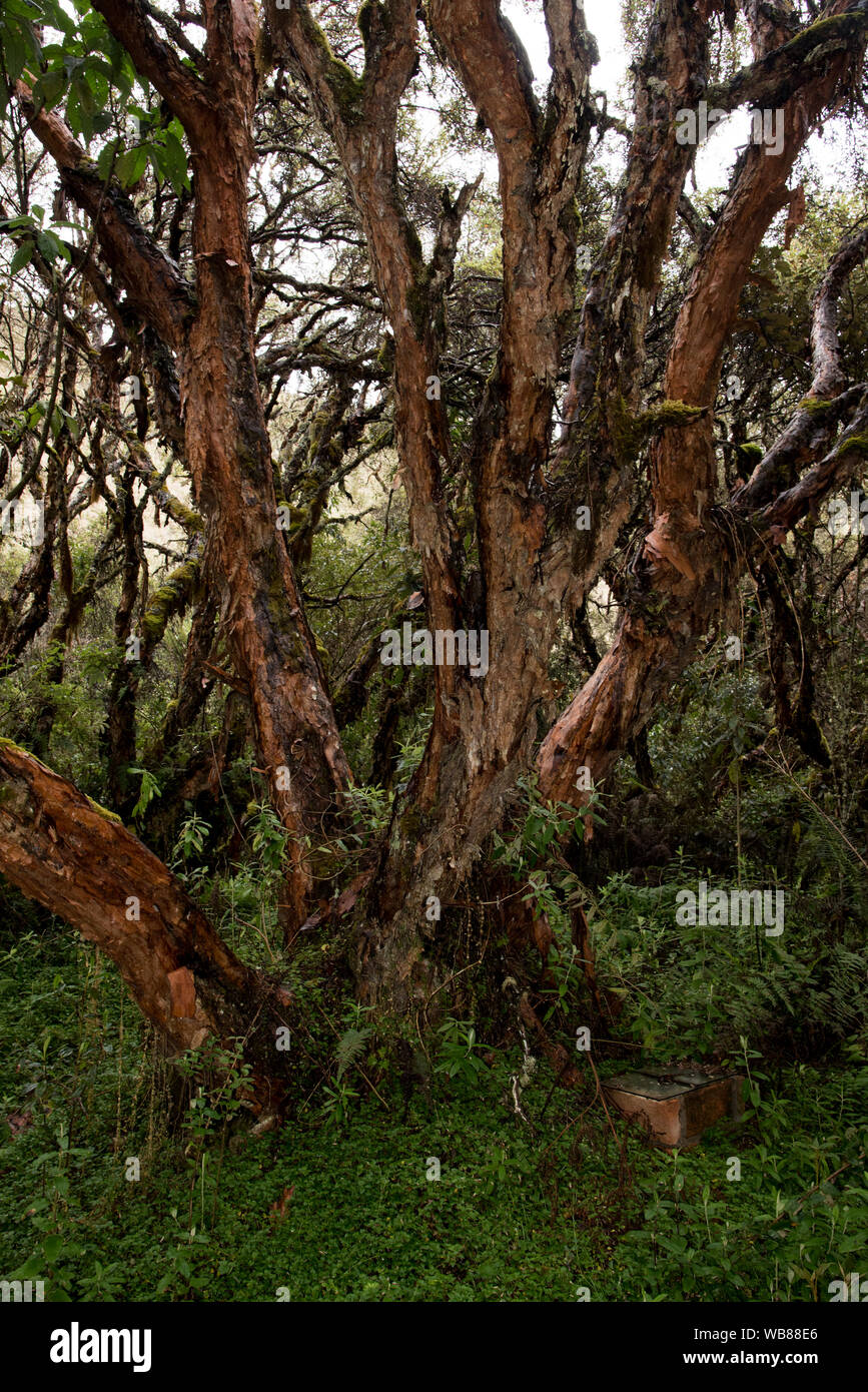 The Polylepis forest at 3850 meters is one of very few remaining places ...