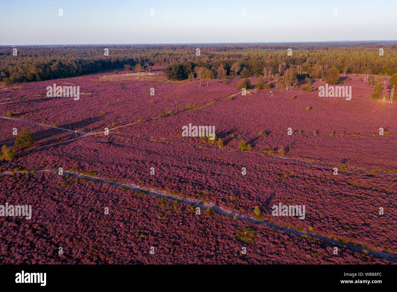 Golden hour heather hi-res stock photography and images - Alamy