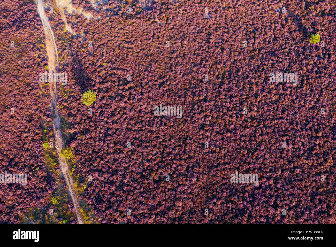 Purple panorama hi-res stock photography and images - Alamy