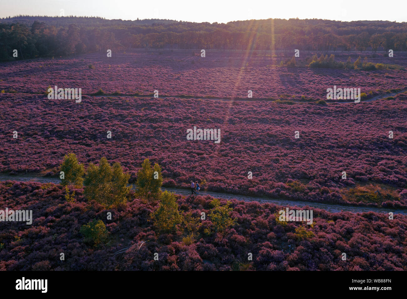 Aerial view of colorful purple heather in bloom in evening light Stock ...
