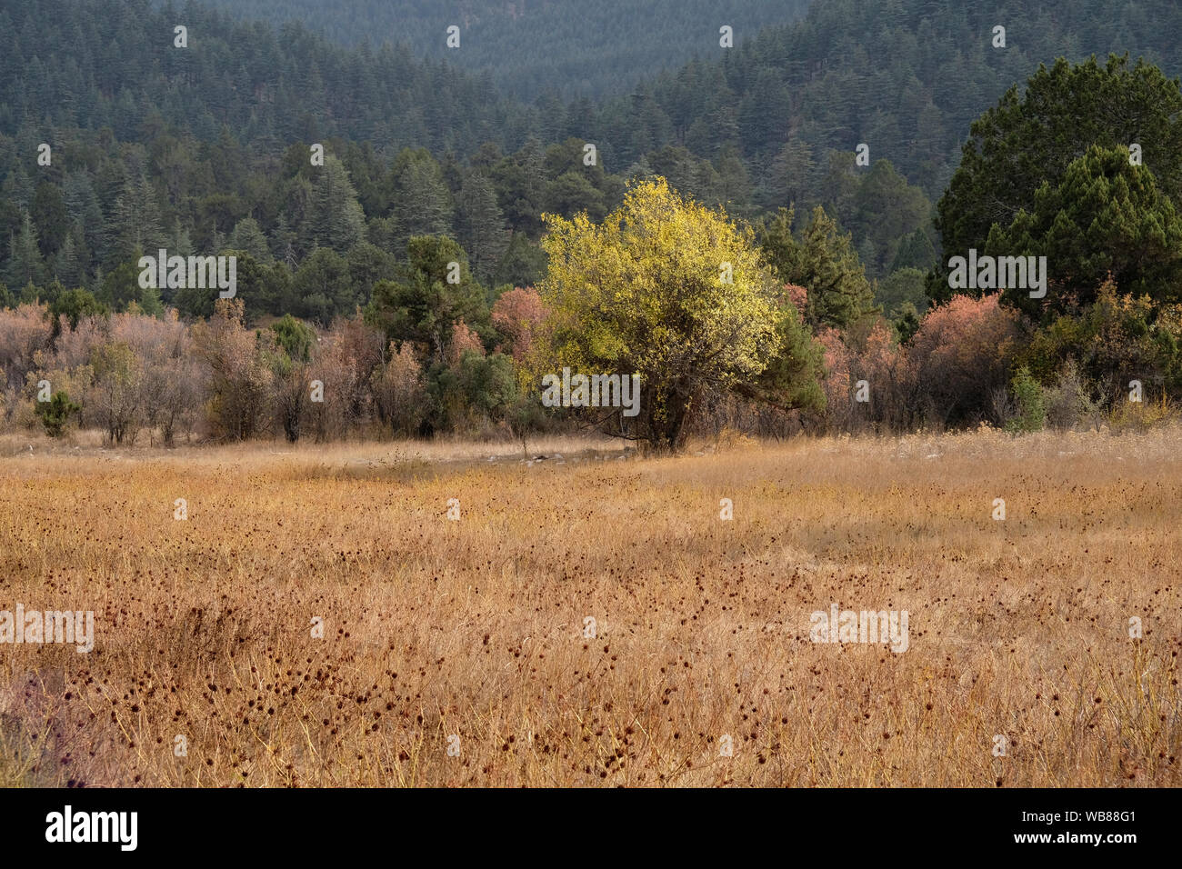 Walking autumn frost hi-res stock photography and images - Alamy