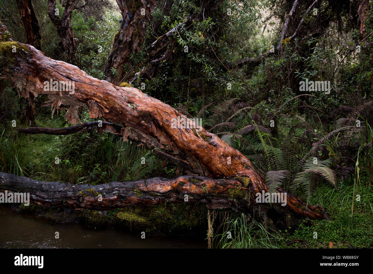 The Polylepis forest at 3850 meters is one of very few remaining places ...