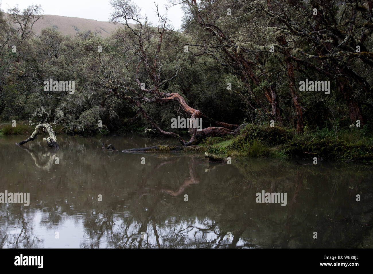 Polylepis Incana High Resolution Stock Photography and Images - Alamy