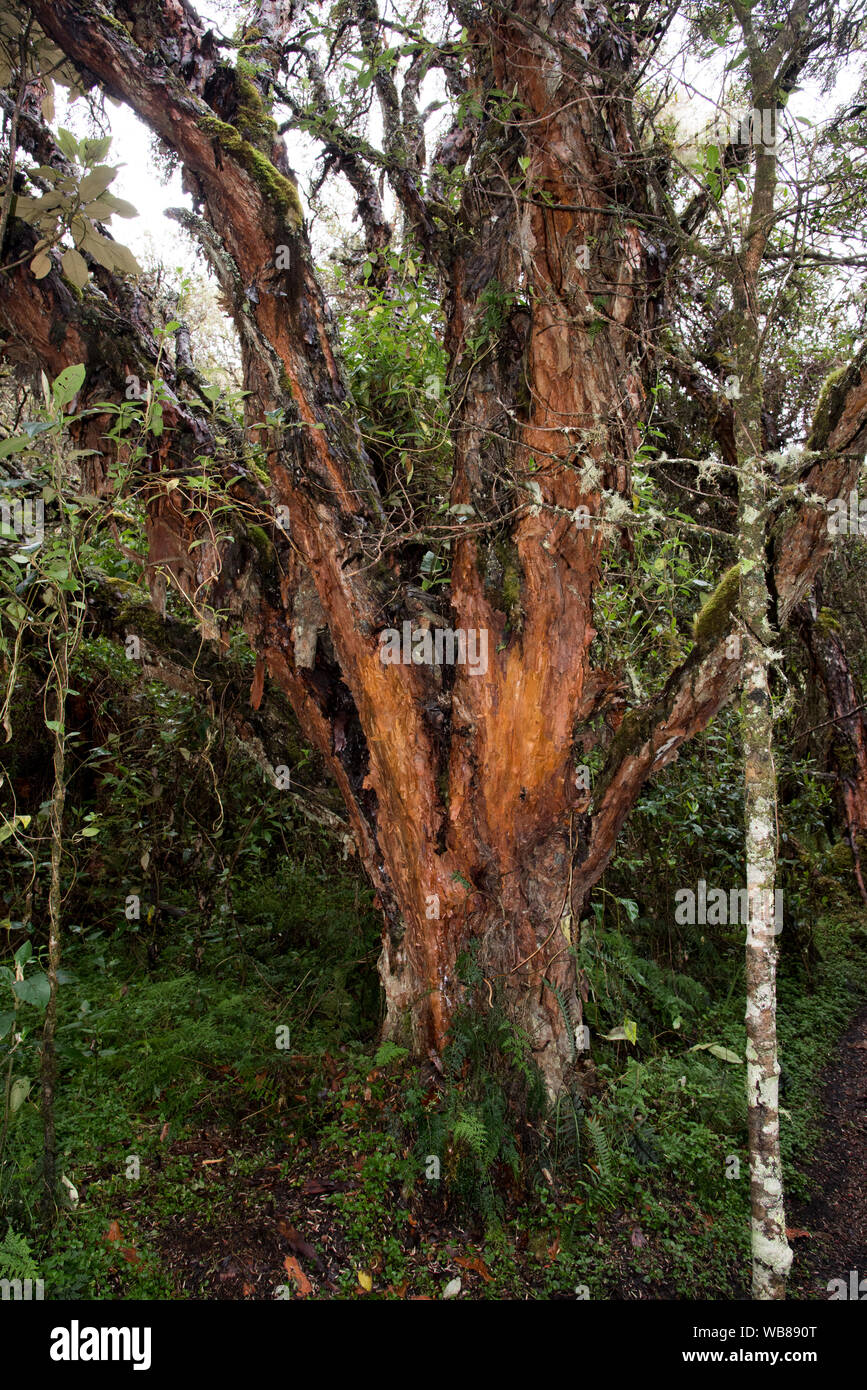 The Polylepis forest at 3850 meters is one of very few remaining places ...