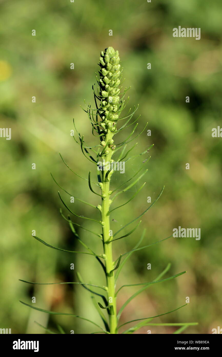 Tall spikes hi-res stock photography and images - Alamy