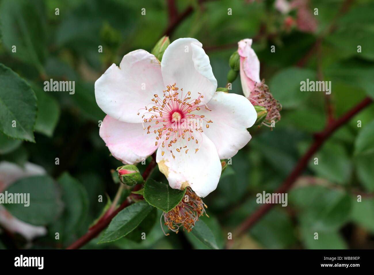 Single fully open blooming white wild rose surrounded with dark green ...