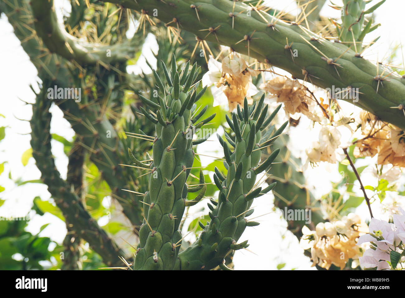 cactus garden blank space for text Stock Photo - Alamy