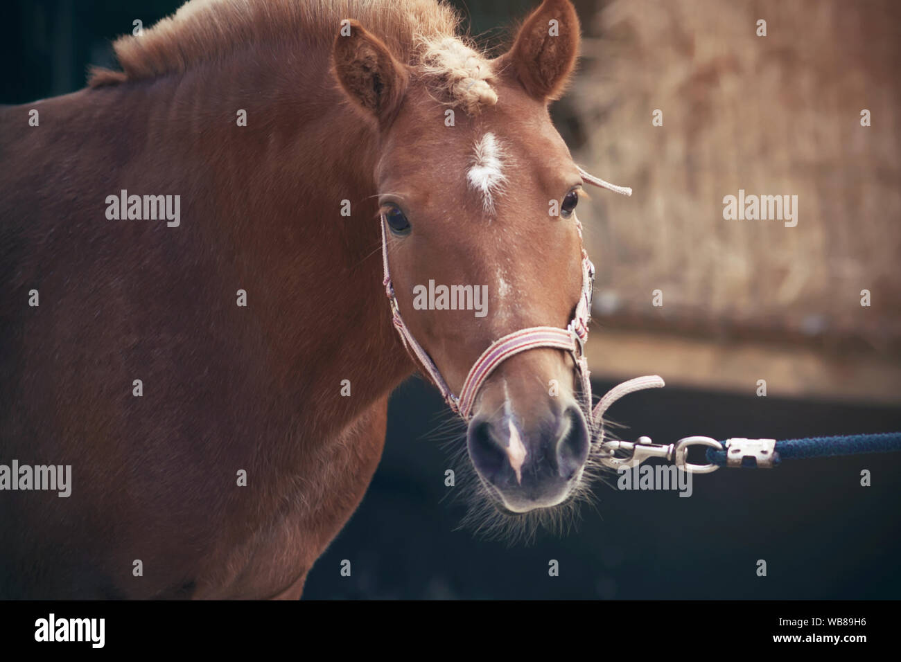 A cute red-haired little pony with a trimmed mane and dressed in a ...