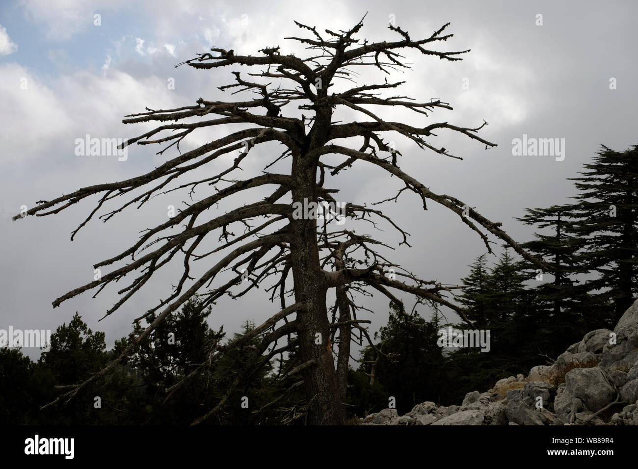 The stumps of dead trees create a living space and a beautiful ...