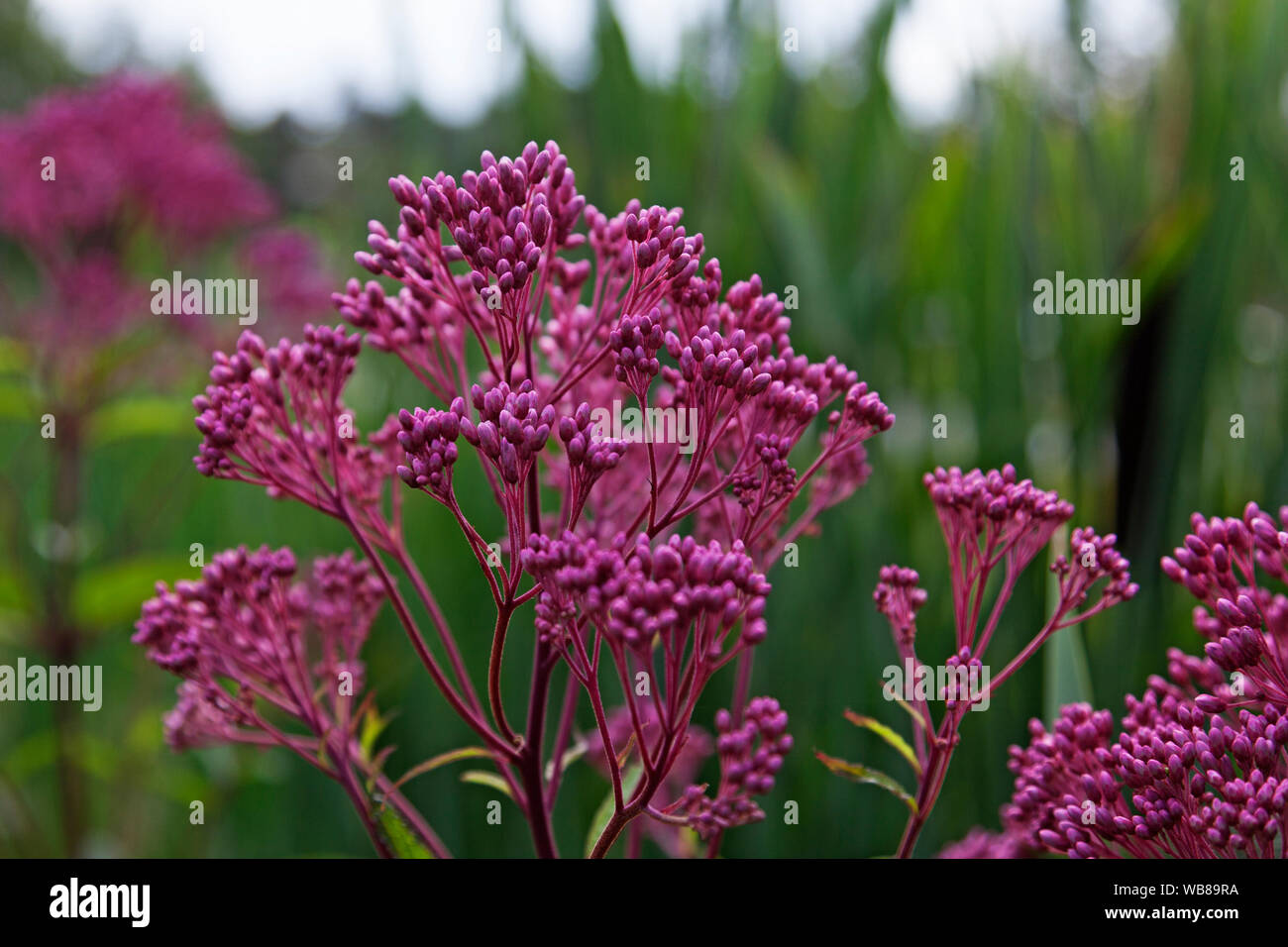 Landscape stream reeds along hi-res stock photography and images - Alamy