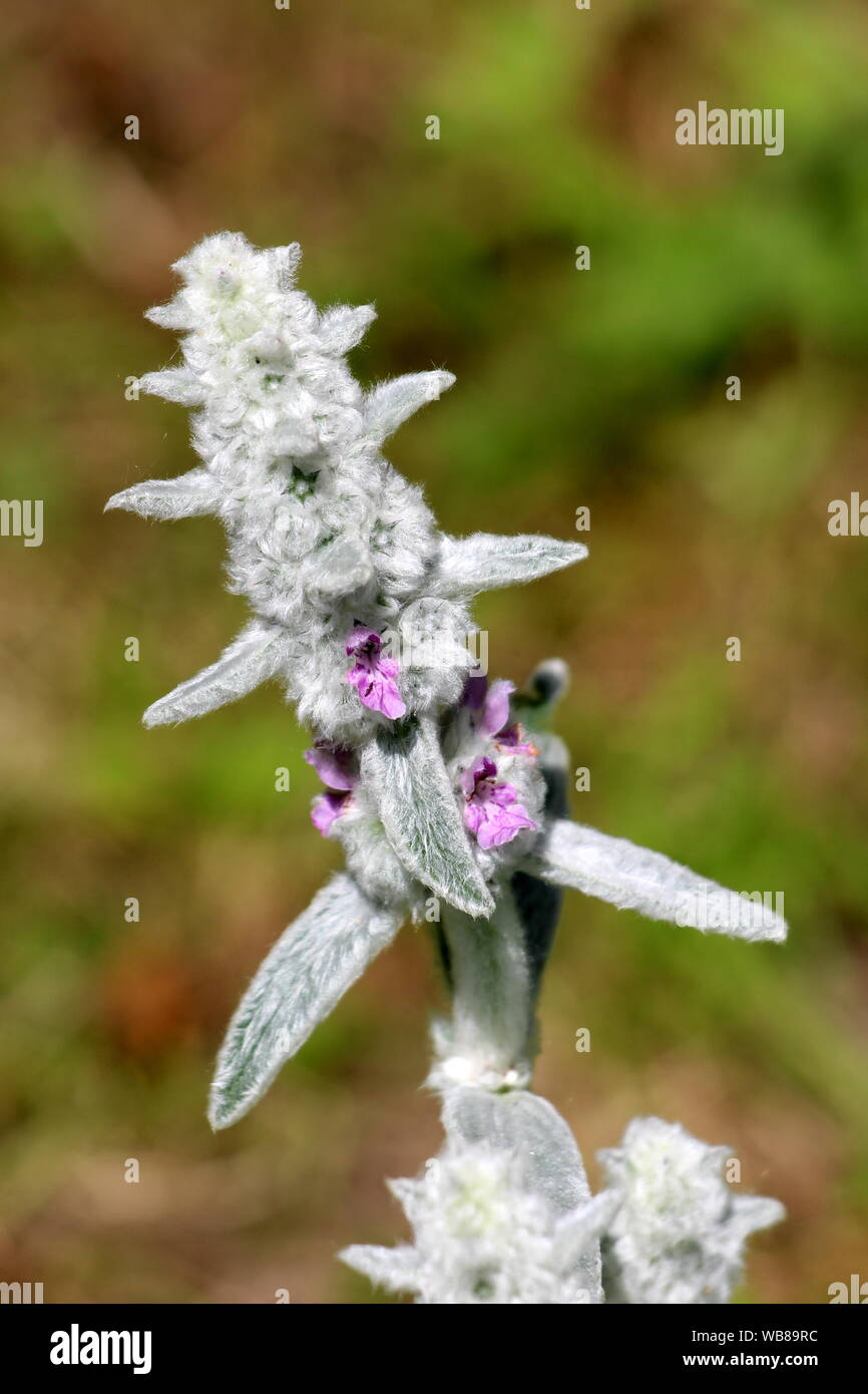 Stachys byzantina lanata hi-res stock photography and images - Alamy